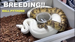 Raising Ball Pythons