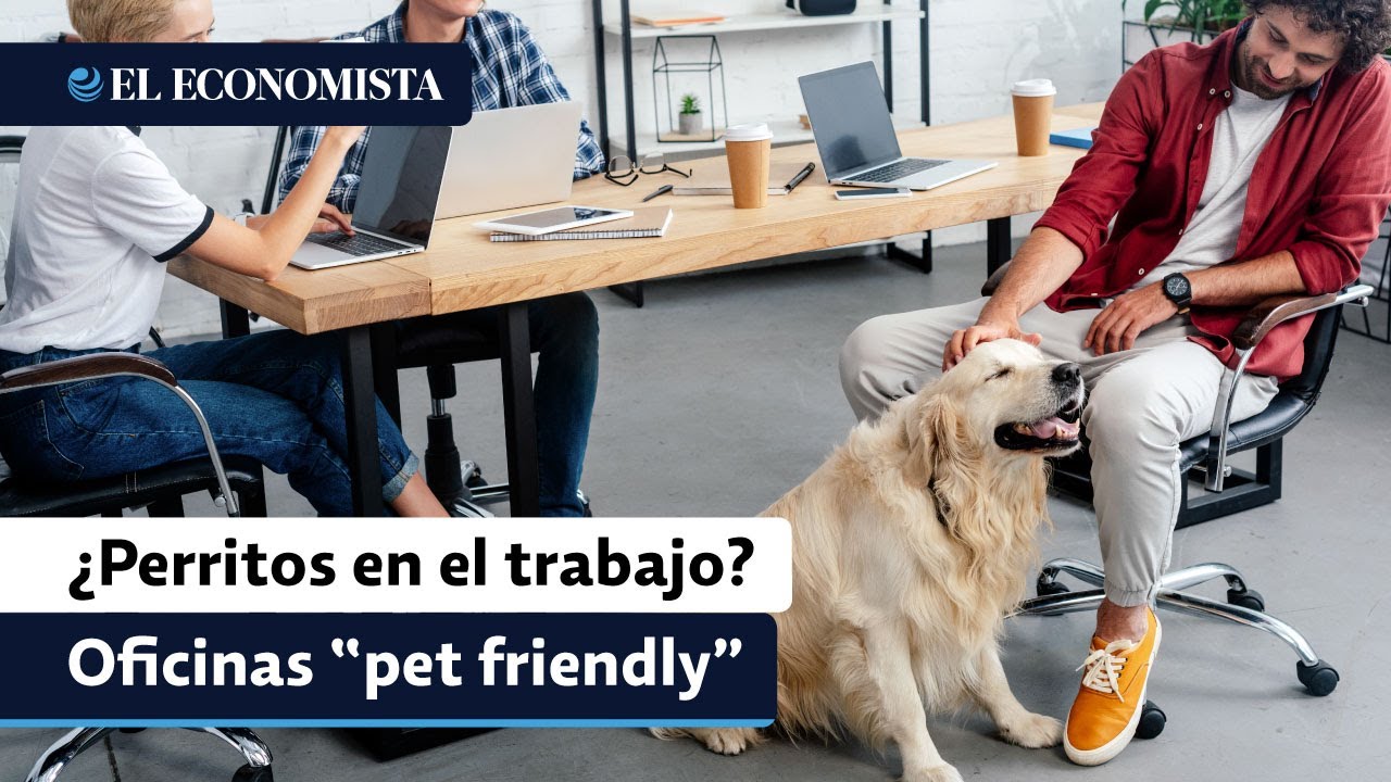 ¿Perritos en la oficina? Así son los espacios donde conviven ...