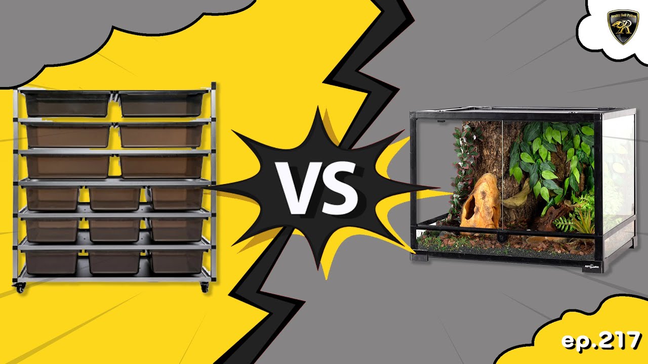 มือใหม่ควรรู้เวลาเลี้ยงงูบอล ตู้กระจกVSแร็ค !! [EP.217| 4K] #realityballpython #ballpython - YouTube