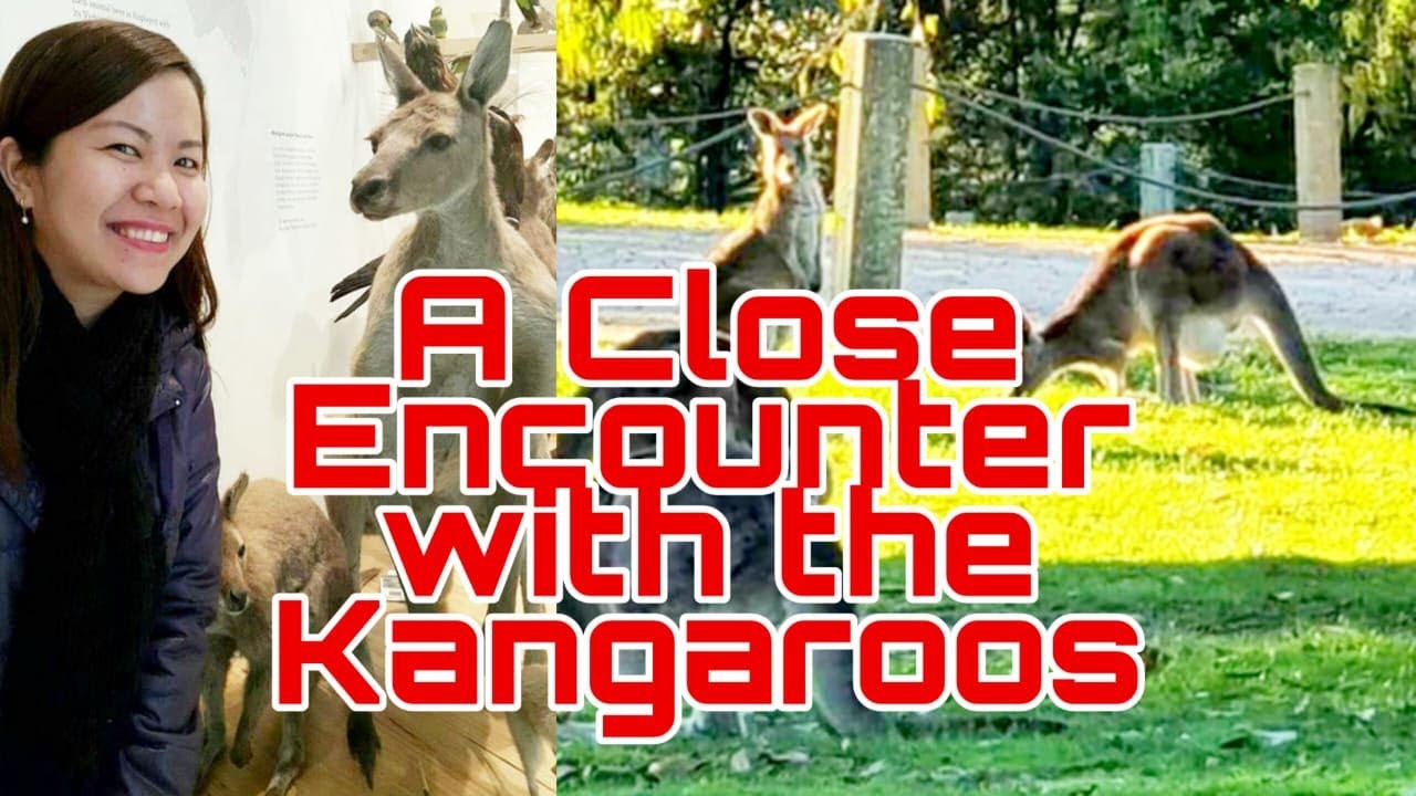 A CLOSE ENCOUNTER WITH THE KANGAROOS - YouTube