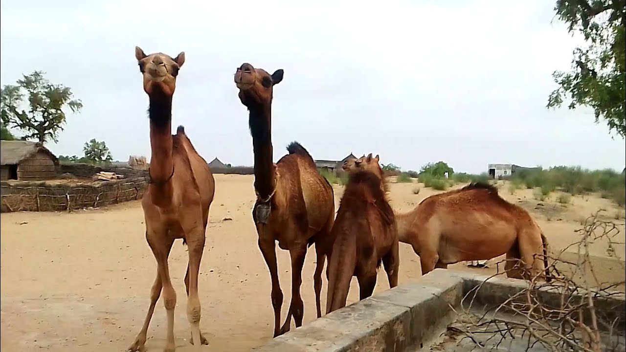 Camel put its head inside the water tank in search of water - YouTube