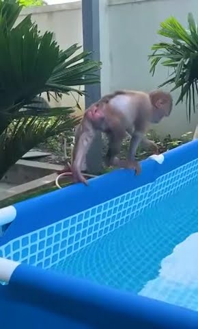 SBIbi enjoys the new swimming pool #monkey #funny #cute #babymonkey # ...
