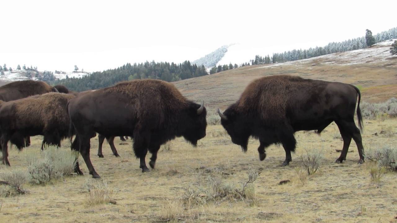 Bison Head Butt - YouTube