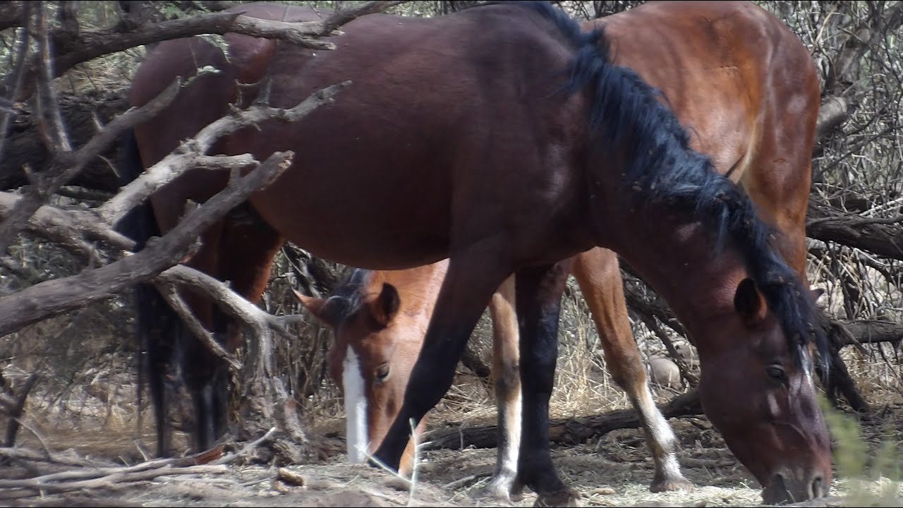 Moving Pictures of Wild Horses - YouTube