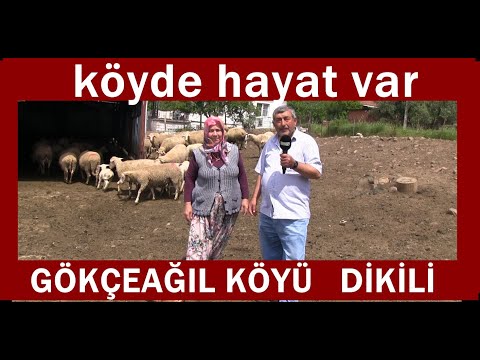 KÜÇÜKBAŞ ÇİFTLİĞİ |  MEHMET YILMAZ ÇİFTLİĞİ - DİKİLİ - KÖY TV