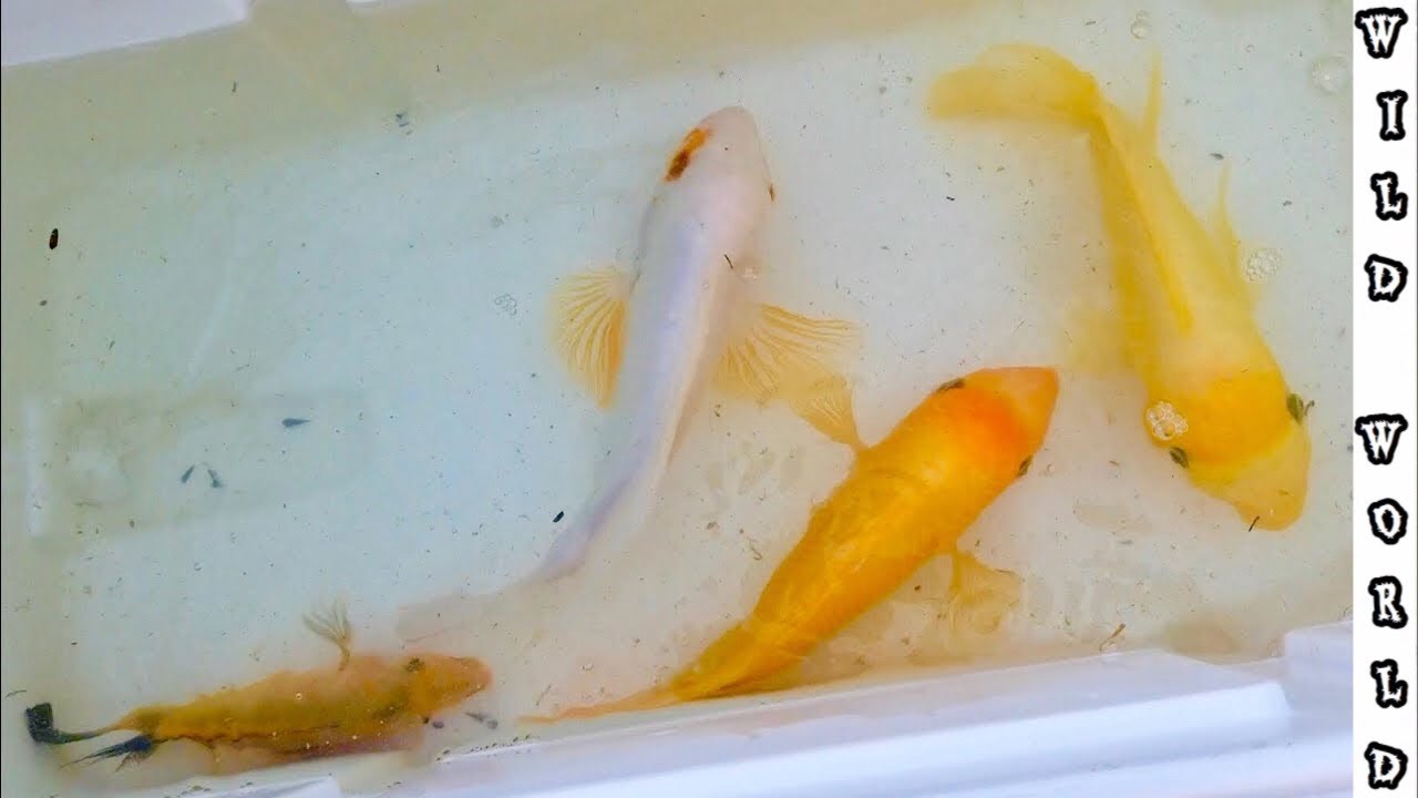 Catching COLORFUL RIVER CHICKENS for Pool Pond! - YouTube
