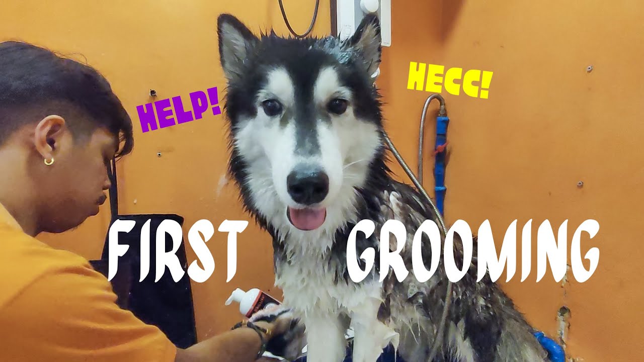 Husky First Grooming After 4years! - YouTube