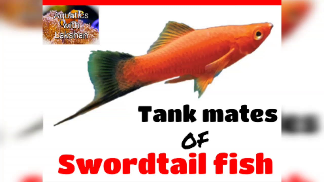 Tank mates of swordtail fish - YouTube