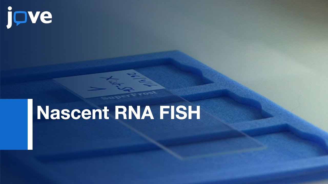 Nascent RNA FISH of TGCs or Ectoplacental Cone Explants Cultures ...