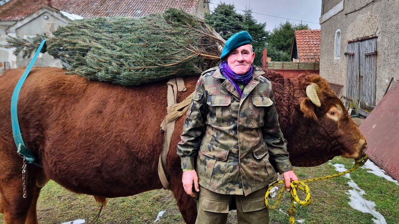 Znalazłem idealną choinkę z moim bykiem Ali. Jak wybrać choinkę ...