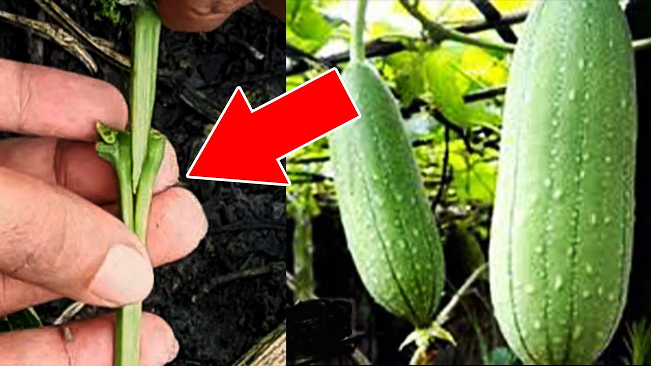 Sponge Gourd Grafting - YouTube