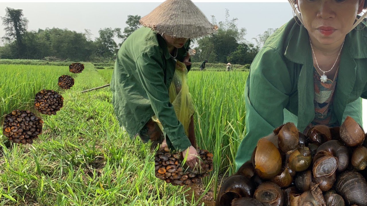 My life|Take care of the vegetable garden on the farm,catch snails ...