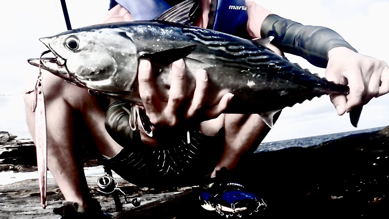 Shore jigging Mack Tuna Sydney ！【Palms Jigaro Super Slide 】 - YouTube