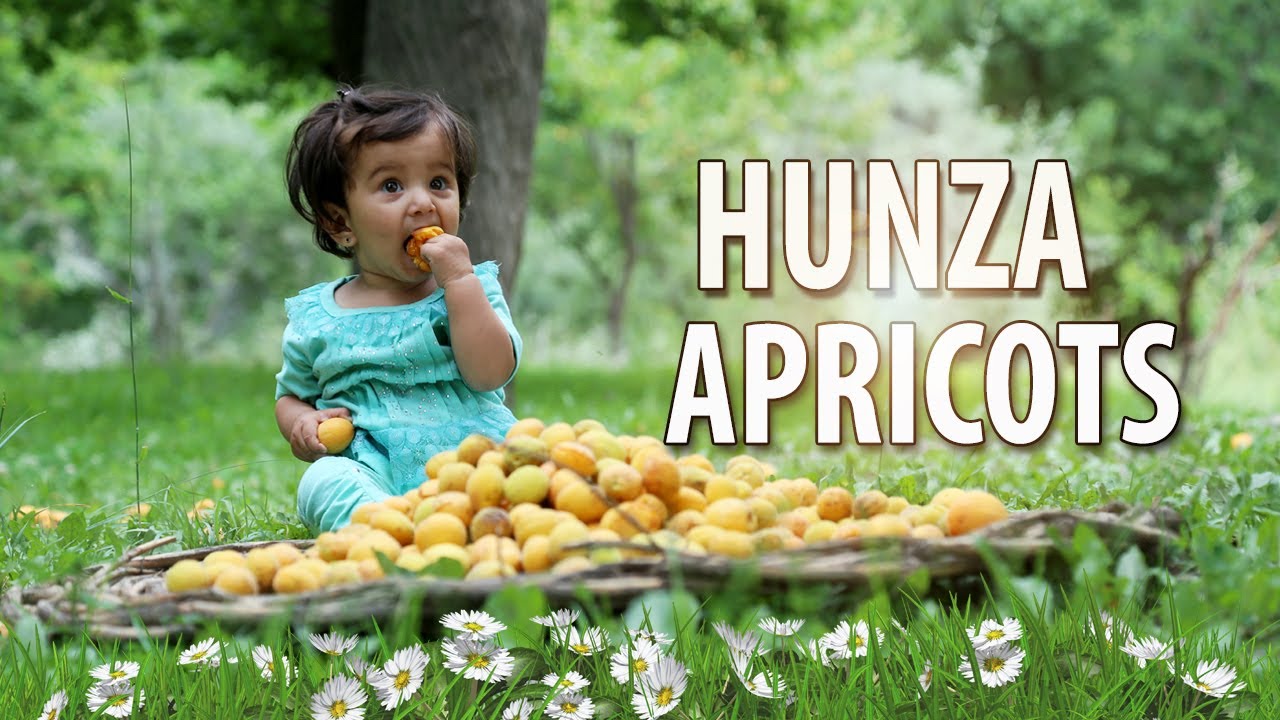 Harvesting Hunza Apricots | The Traditional method of preserving ...