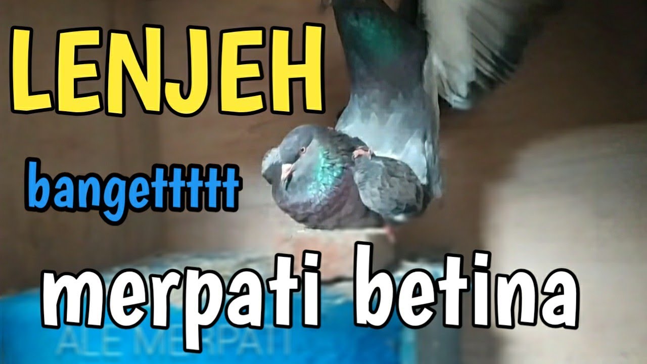cara bikin merpati betina lenjeh MELENJEHKAN mengatasi merpati betina ...