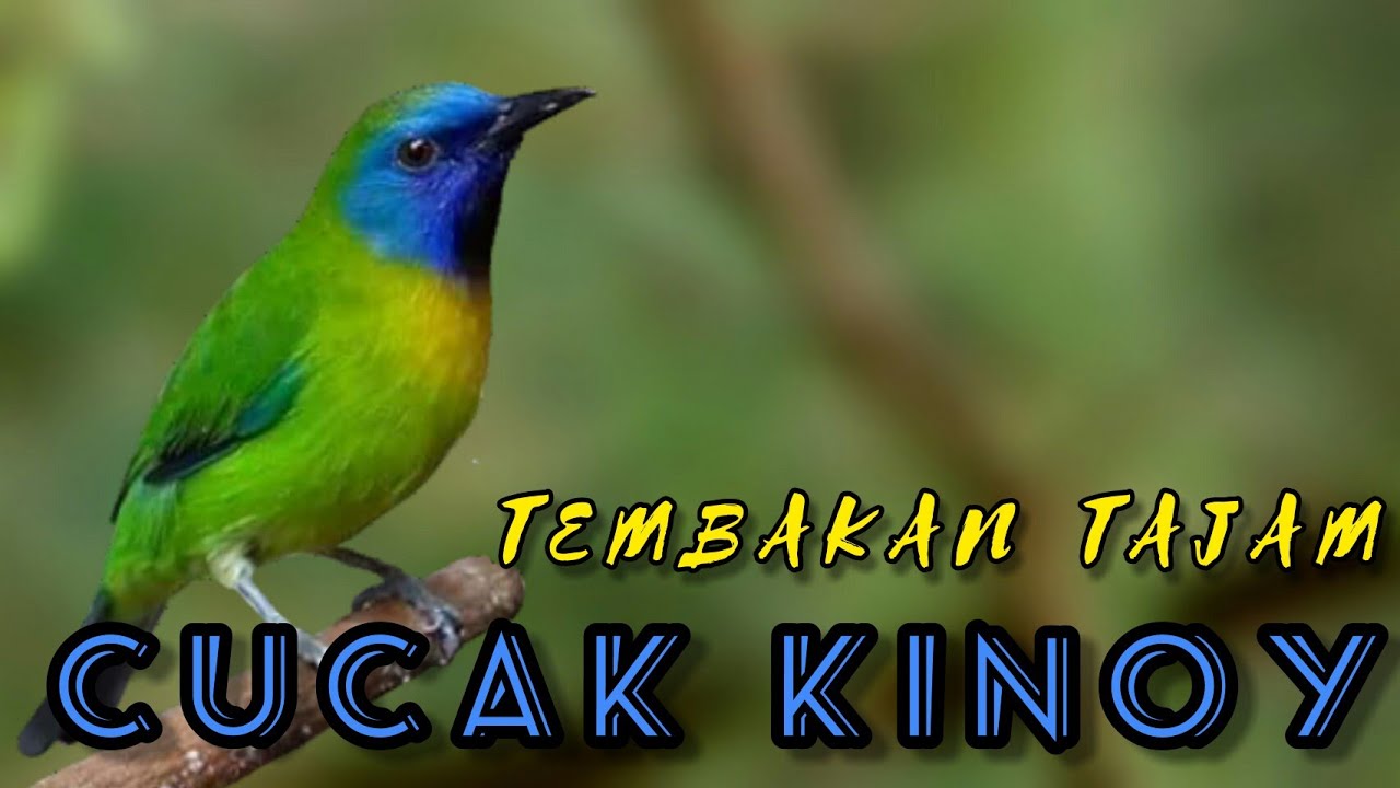 Masteran suara burung CUCAK KINOY gacor cocok untuk masteran dan pikat ...