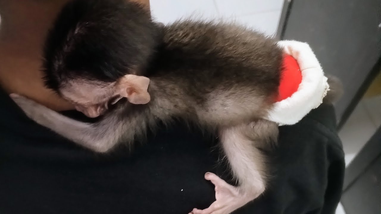 [ Monkey Raja ] Raja's likes to sleep on the shoulder. Look at him ...