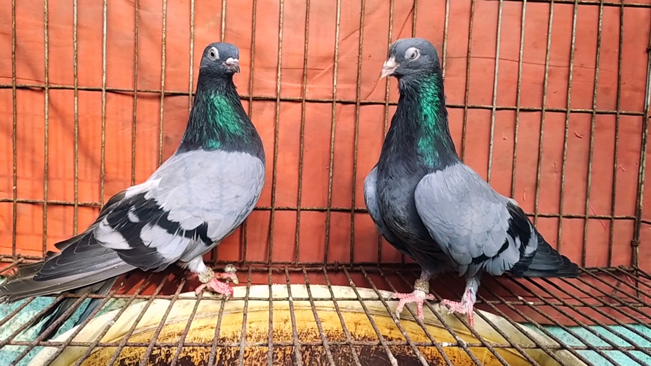 English tippler running pair - YouTube