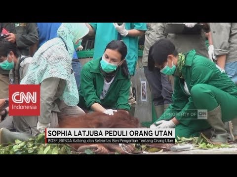 Sophia Latjuba Peduli Orang Utan