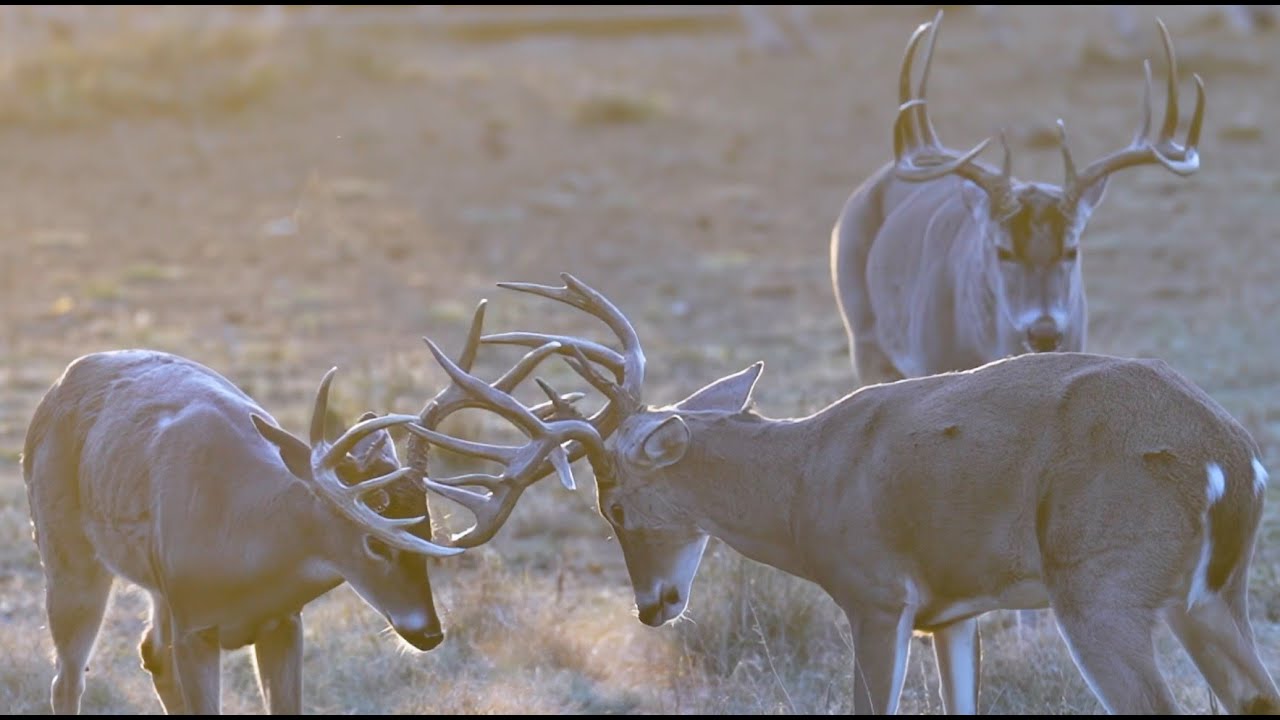 Two Stud Whitetails Weary of Big 10 Pointer - YouTube