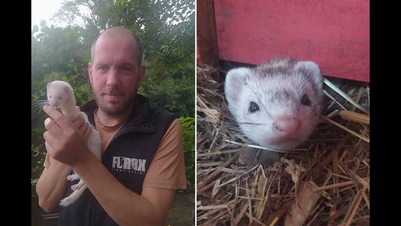 Furax Dératisation : La méthode révolutionnaire pour lutter contre les ...