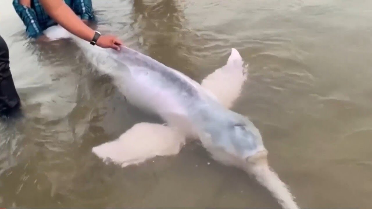Trapped pink dolphin rescued in Bolivia - YouTube