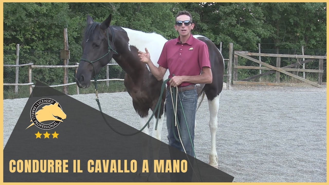 Condurre il cavallo a mano - YouTube