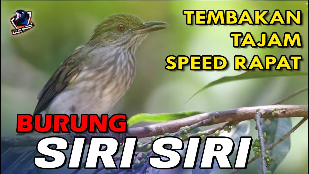 Masteran Burung Siri Siri Tembakan Tajam Speed Rapat - YouTube