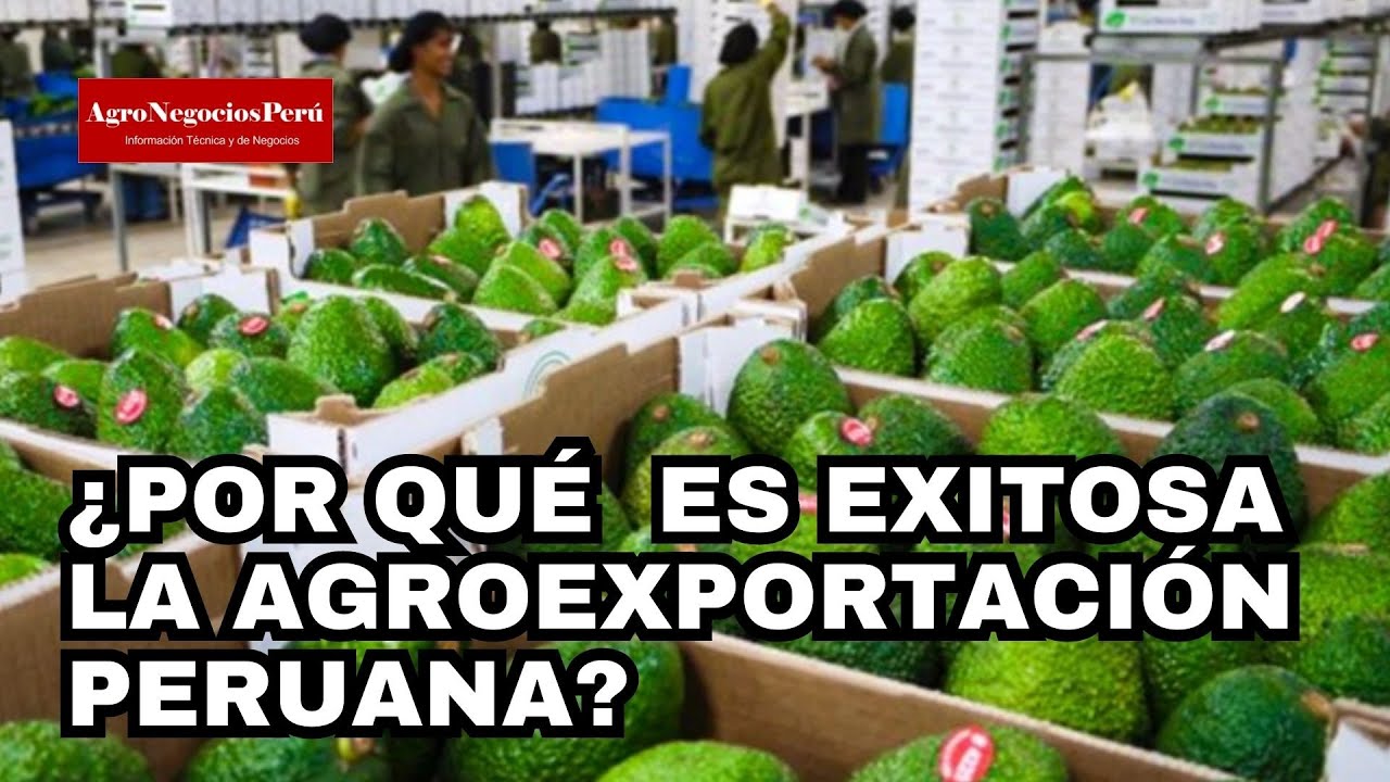 Estas son las razones del éxito de las agroexportaciones peruanas - YouTube