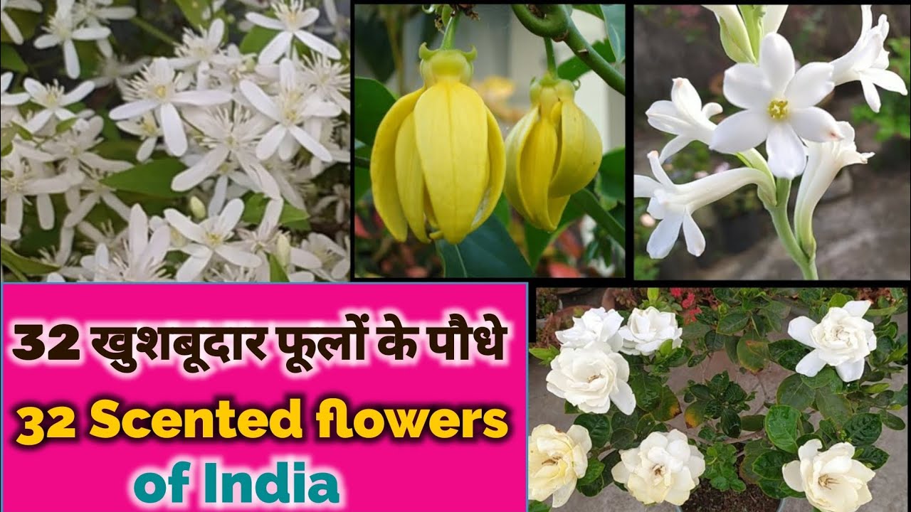 खुशबू से भरे 32 फूलों के पौधे, 32 Best fragrant flower plants in India ...