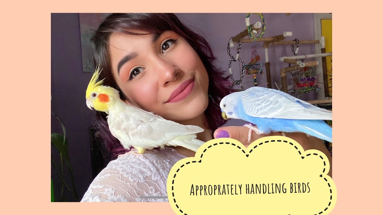 Appropriately Handling a Parrot - YouTube