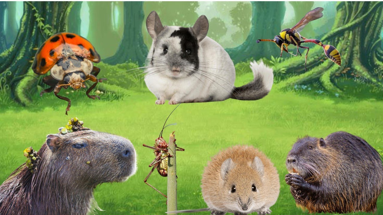 Rodents and Insects Animals Sounds For Kids | Cricket, Mosquito, Beaver ...
