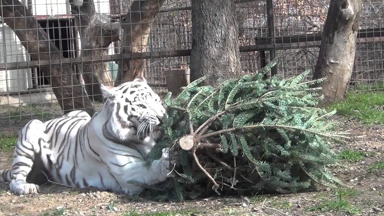 White Tiger Excited to Receive Christmas Tree - YouTube