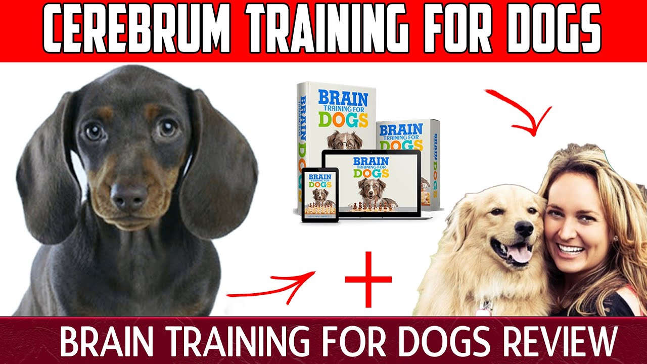 Cerebrum Training for Dogs - Brain Training for Dogs Review - YouTube