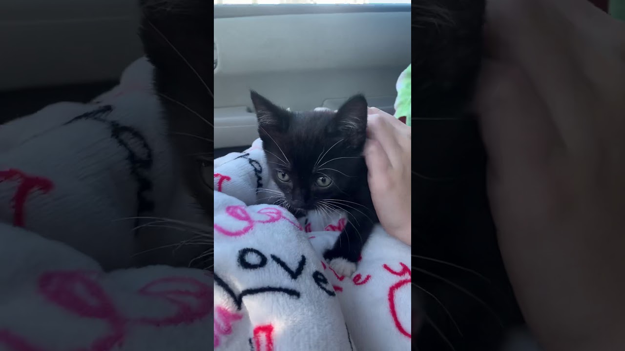 Na’vi the kitten - YouTube