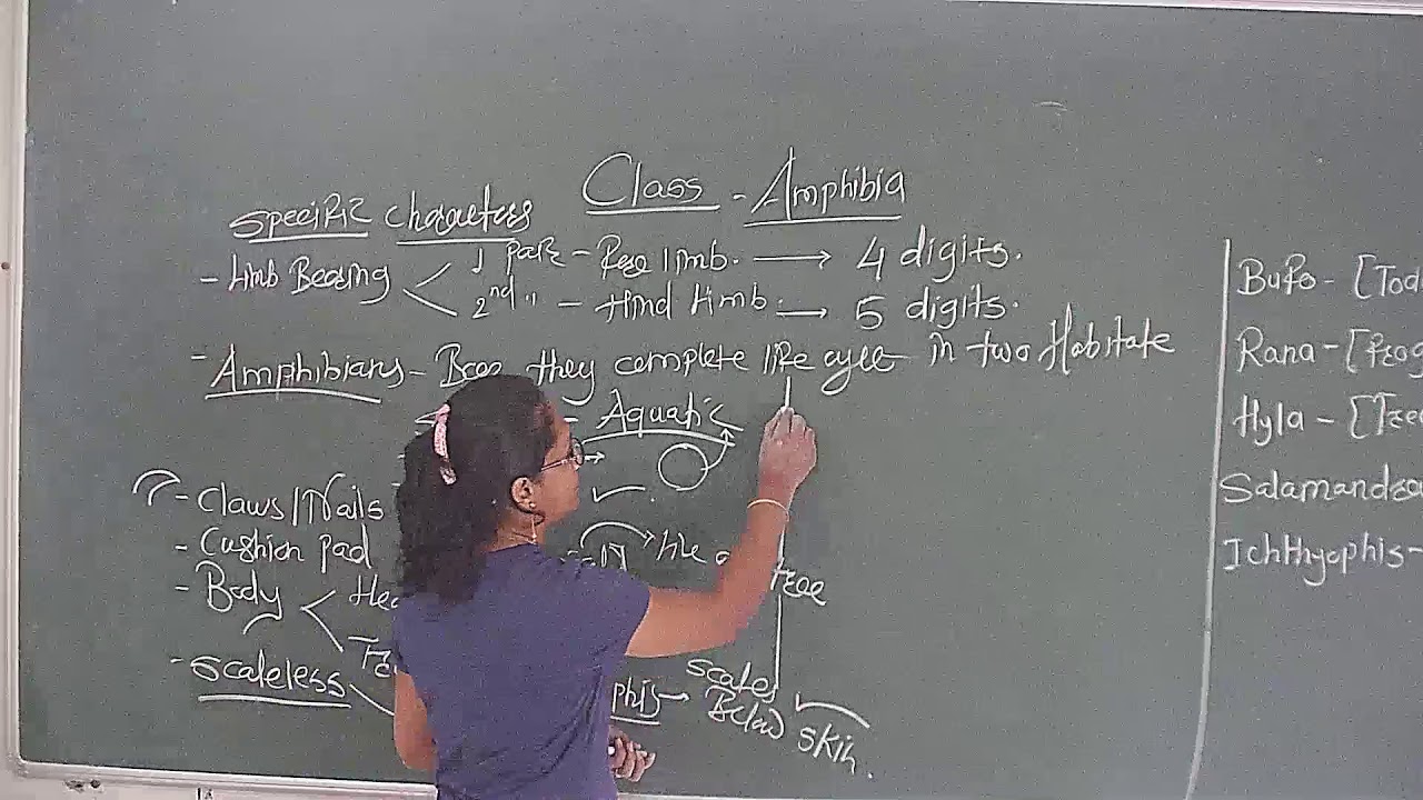 Lec 42 Class 11 Animal Kingdom Class Amphibia - YouTube