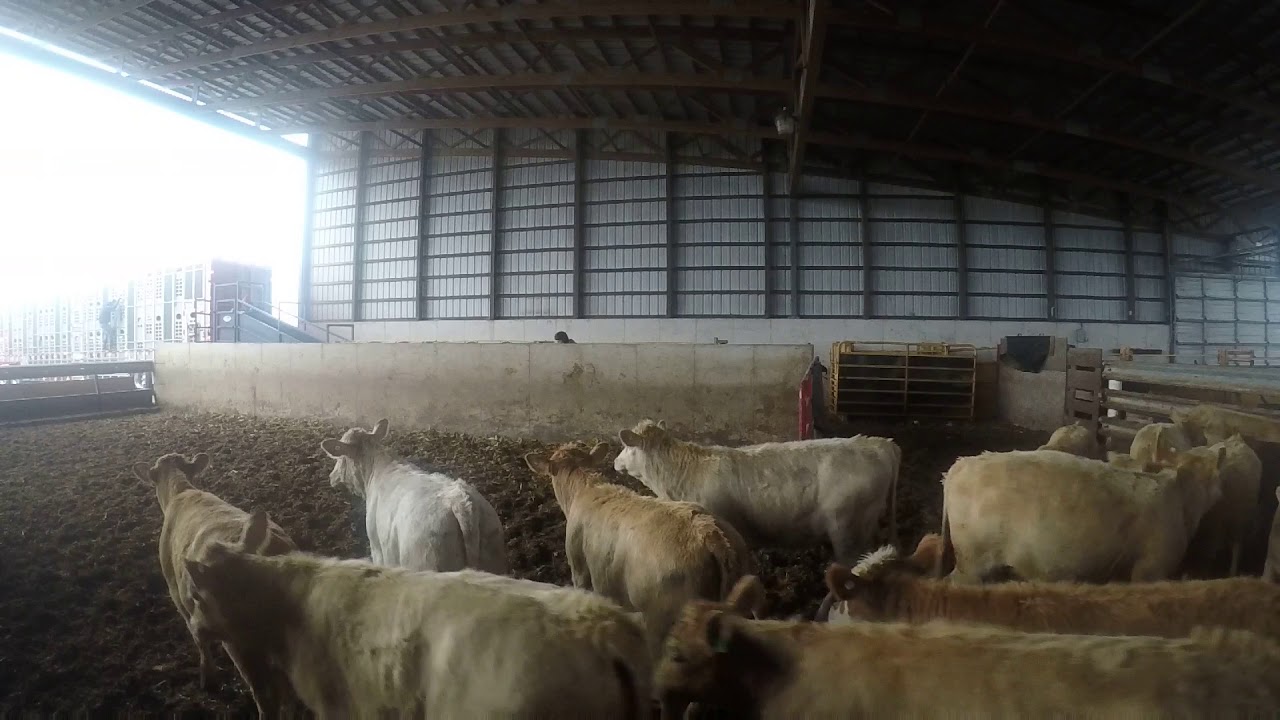 New cattle - YouTube