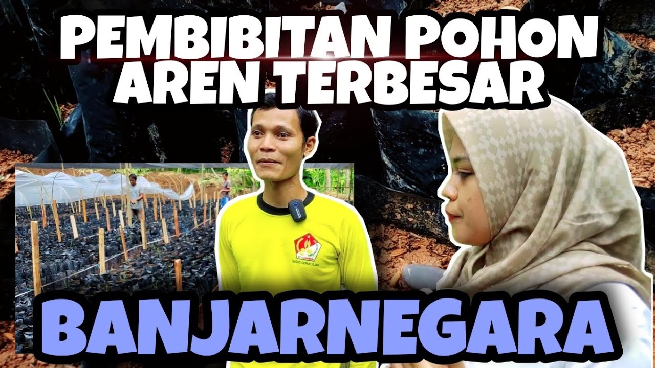 PEMBIBITAN POHON AREN TERBESAR BANJARNEGARA 🔥🔥 BANYAK YANG BELUM TAU ...