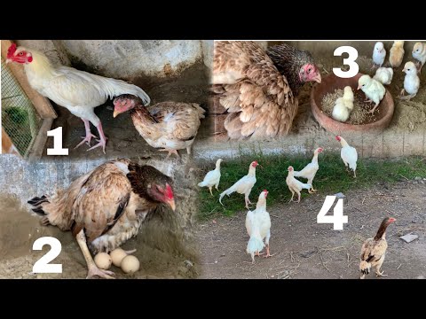 In 7 eggs 🥚 7 chicks 🐣 came out ||And all become young.
