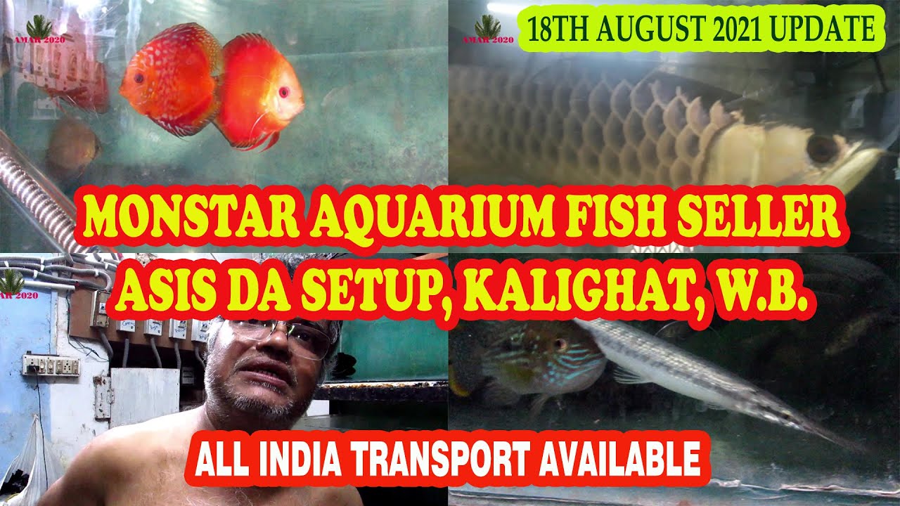 ALL TYPE OF MONSTER AQUARIUM FISH SELLER | ASIS DA SETUP VISIT KALIGHAT ...