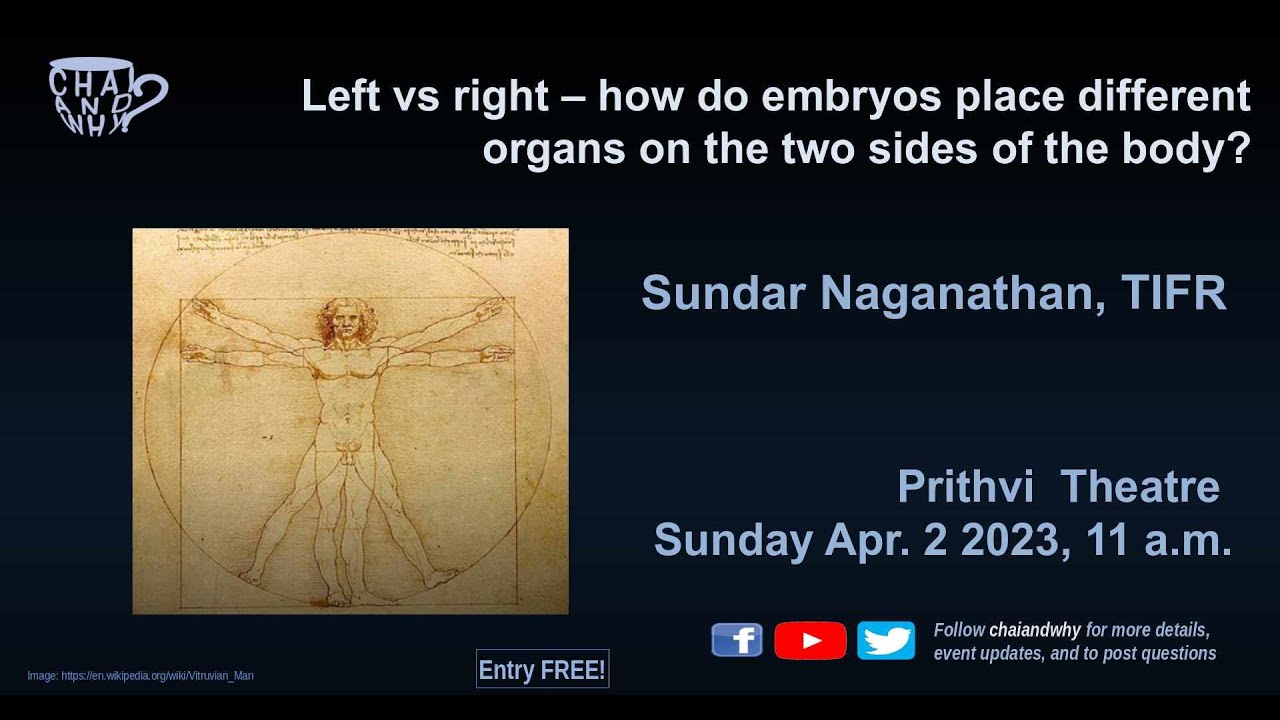 Left vs right - how do embryos place different organs on the two sides ...