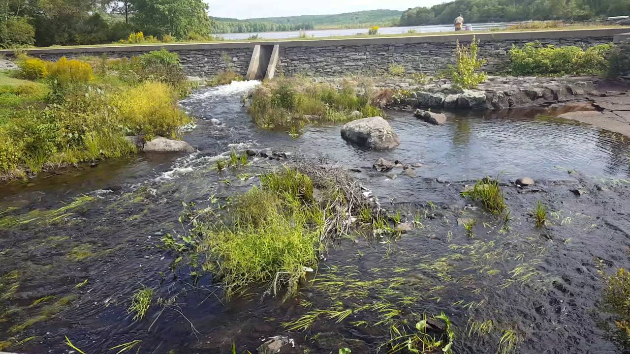 Draining Pecks Pond Sept 17, 2016 - YouTube