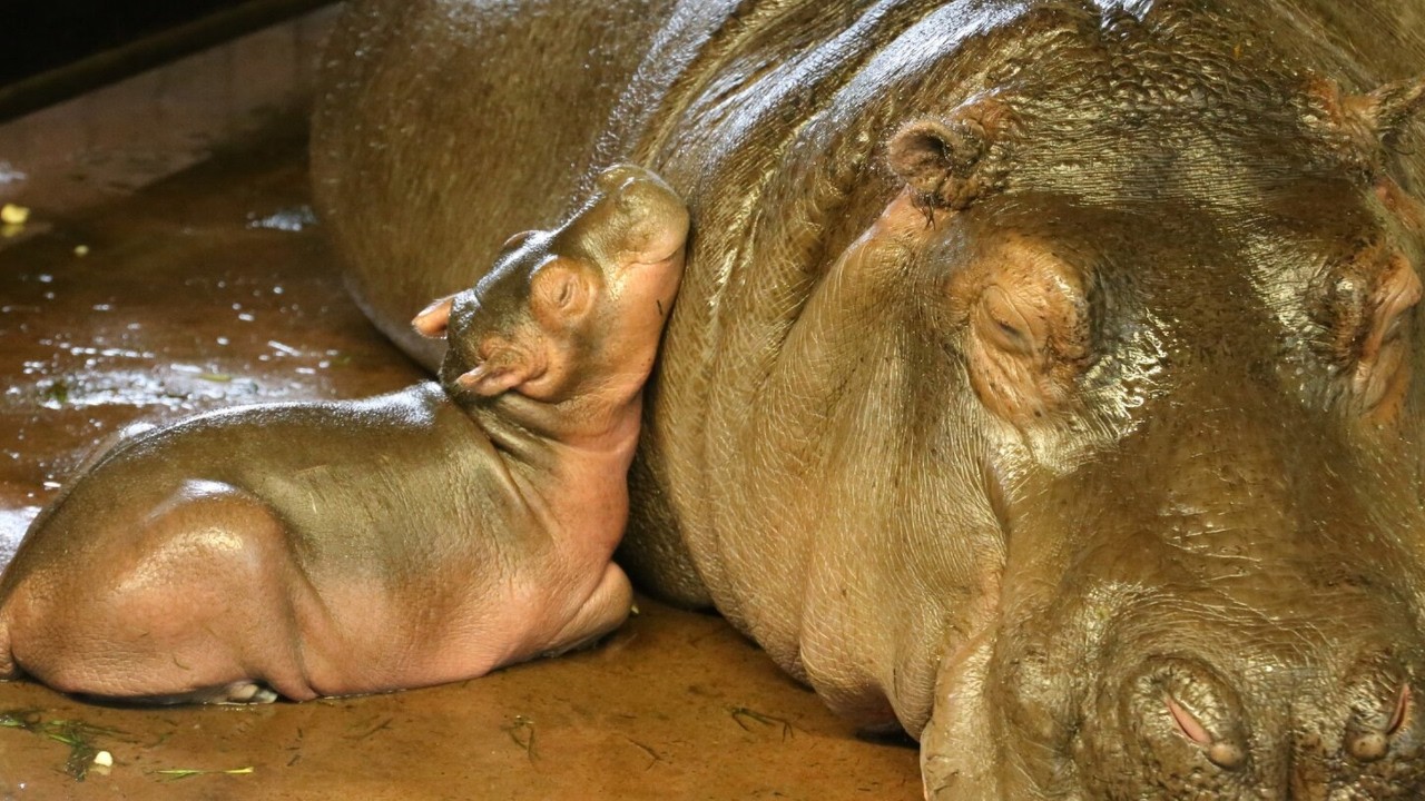 A Miracle at Hippo Bay 🦛💚 | Nala the Hippo Welcomes Rare Twins! - YouTube