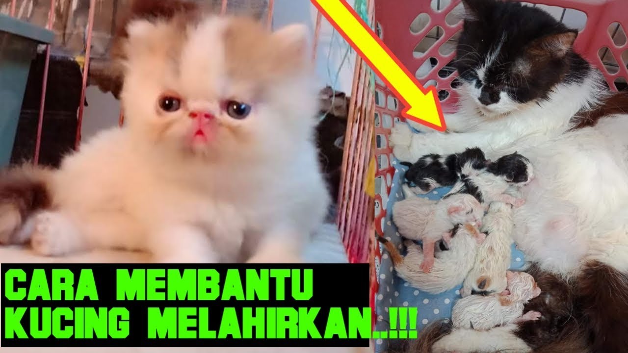 Kalian Harus Tahu..!!Begini cara membantu induk kucing yang melahirkan ...