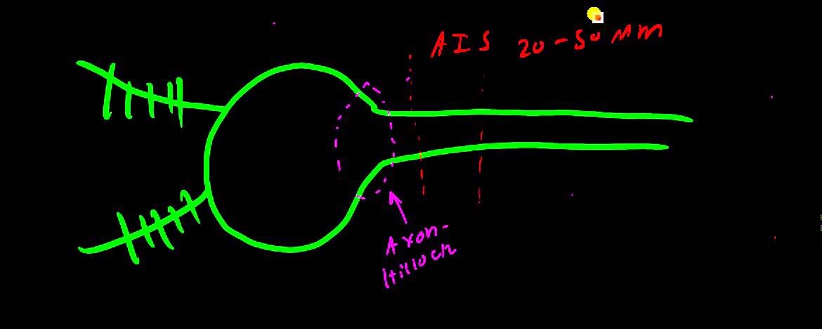 Axon Hillock vs. Axon Initial Segment (AIS) - YouTube