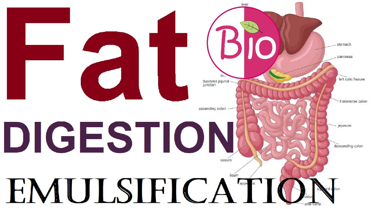 How are fats digested in our bodies? Where does this process take place ...