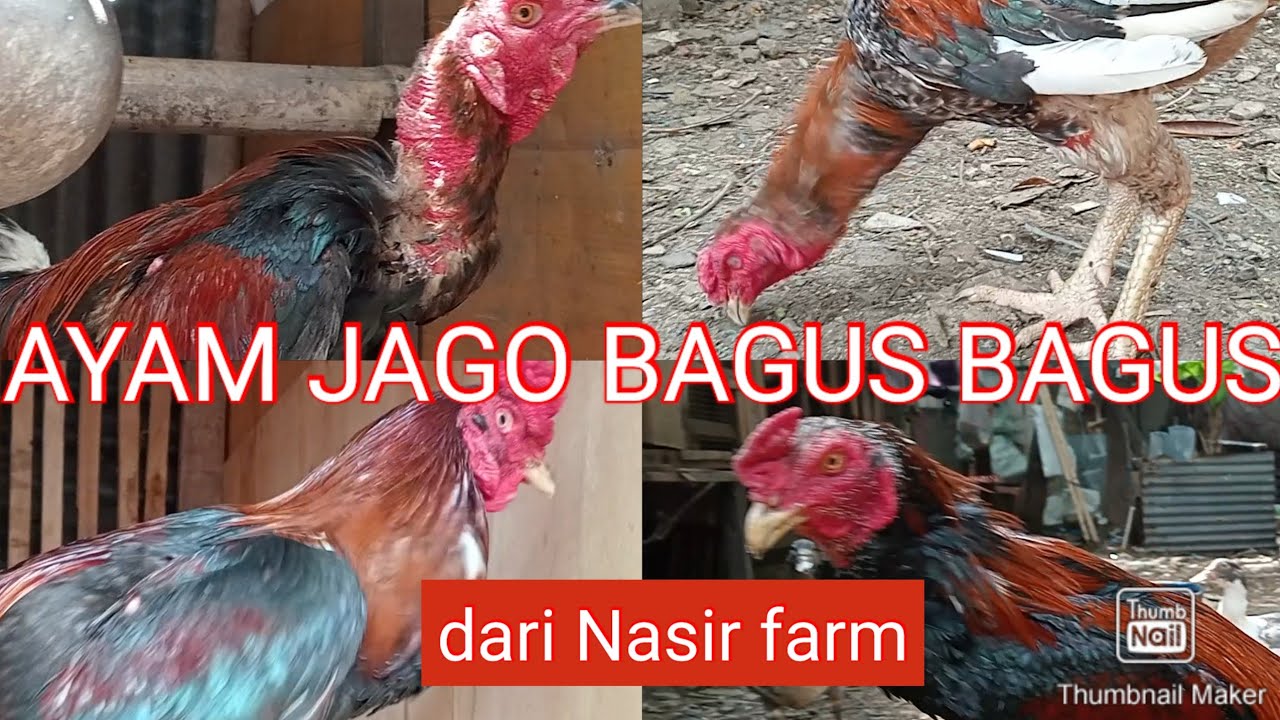 Review ayam jago bagus bagus - YouTube