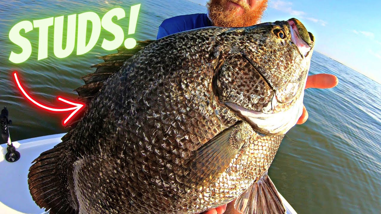 GIANT TRIPLETAILS At Its FINEST - YouTube