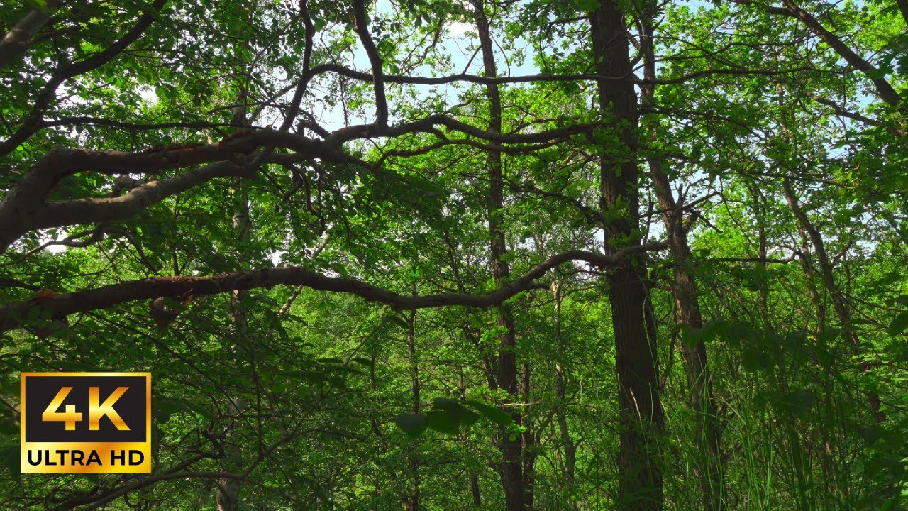 4K Forest Landscape I Birds Song Ambient Video I Deer Sounds - YouTube