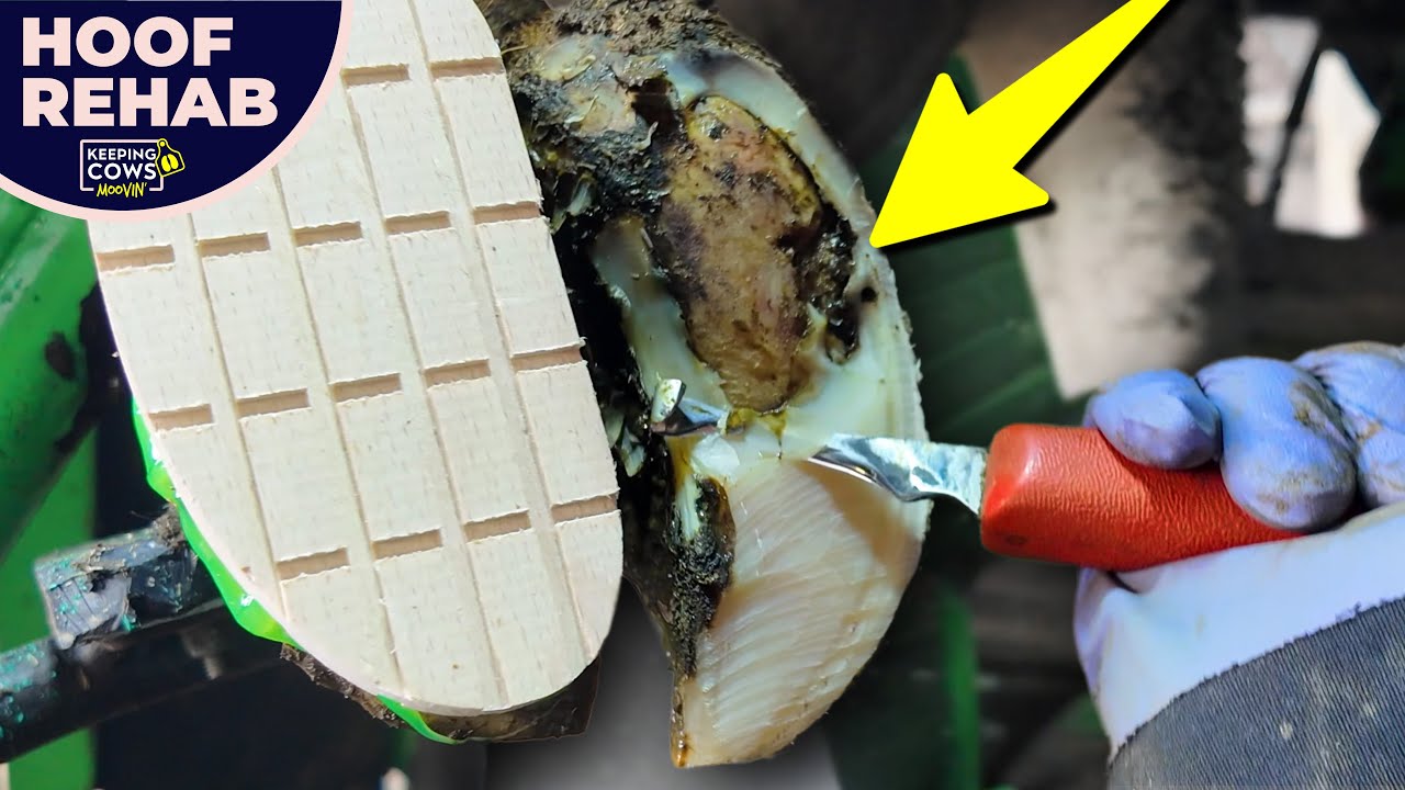 INSTANT RELIEF for a fractured, INFECTED HOOF!! - YouTube